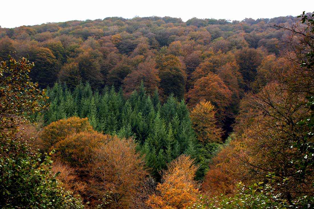 MIS VISTAS DEL MUNDO: Restos de Irati