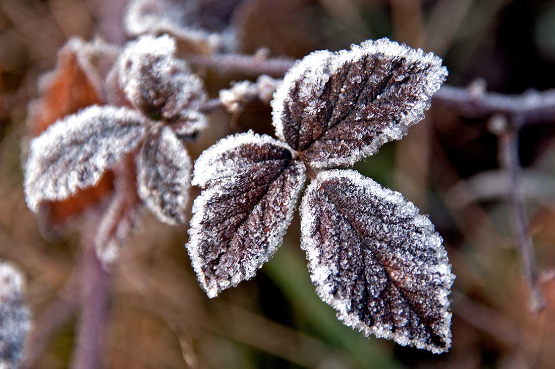 Meteomóstoles: Las heladas negras.