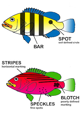 Sal's Snorkeling Adventure: How to ID Reef Fish