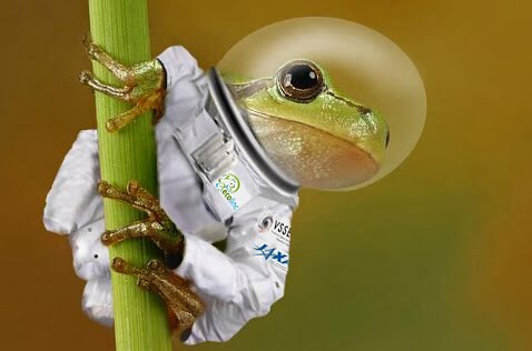 Frog In Space Nasa