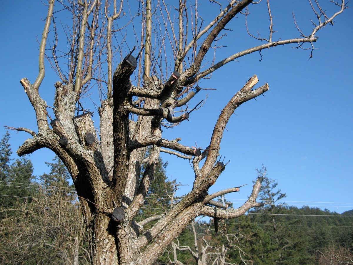 Orcas Island Blog - Inn at Ship Bay: Spring