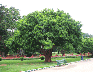 Árvores: Dillenia indica: Árvore-das-patacas
