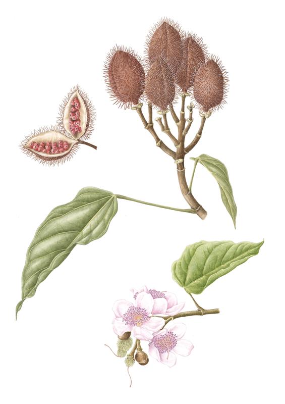 Alô Bairro Demétria!: Urucum