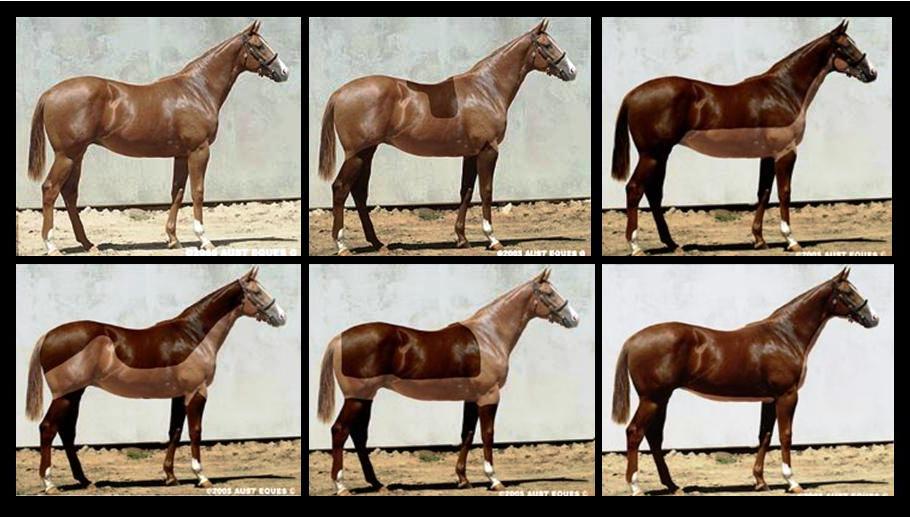 Equoterapia & Equitação Especial: Tosando o Cavalo para o Inverno