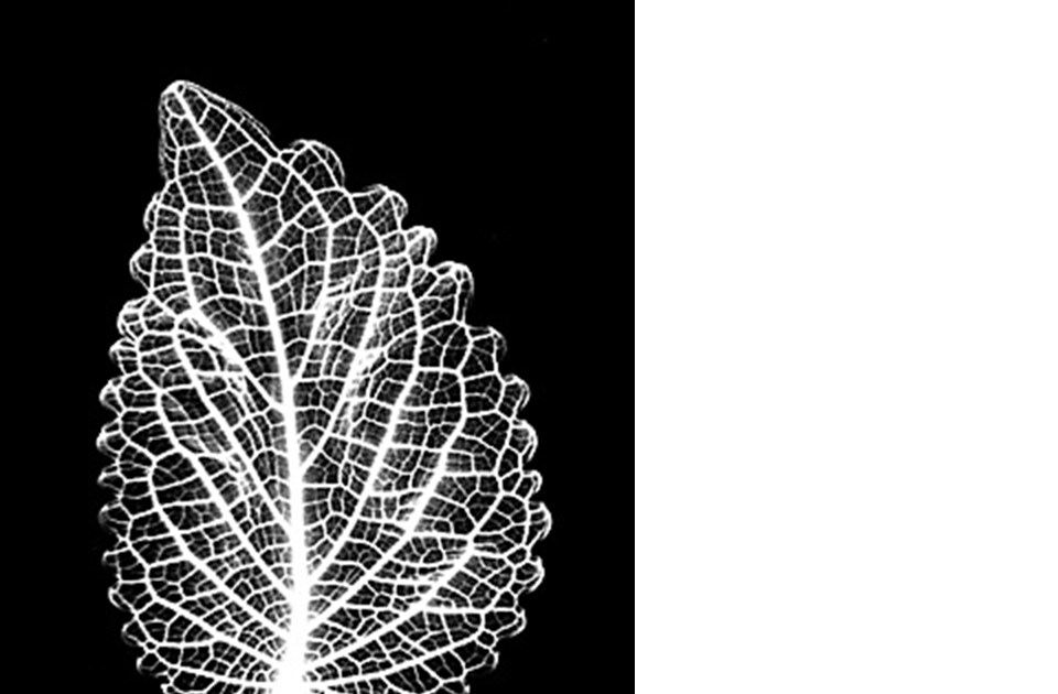 tAller de estructuRas: estructuras en la naturaleza