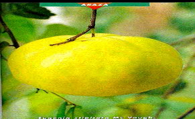 viviana vega carmona TPPAP SENA GUAVIARE: GENERALIDADES DEL ARAZA