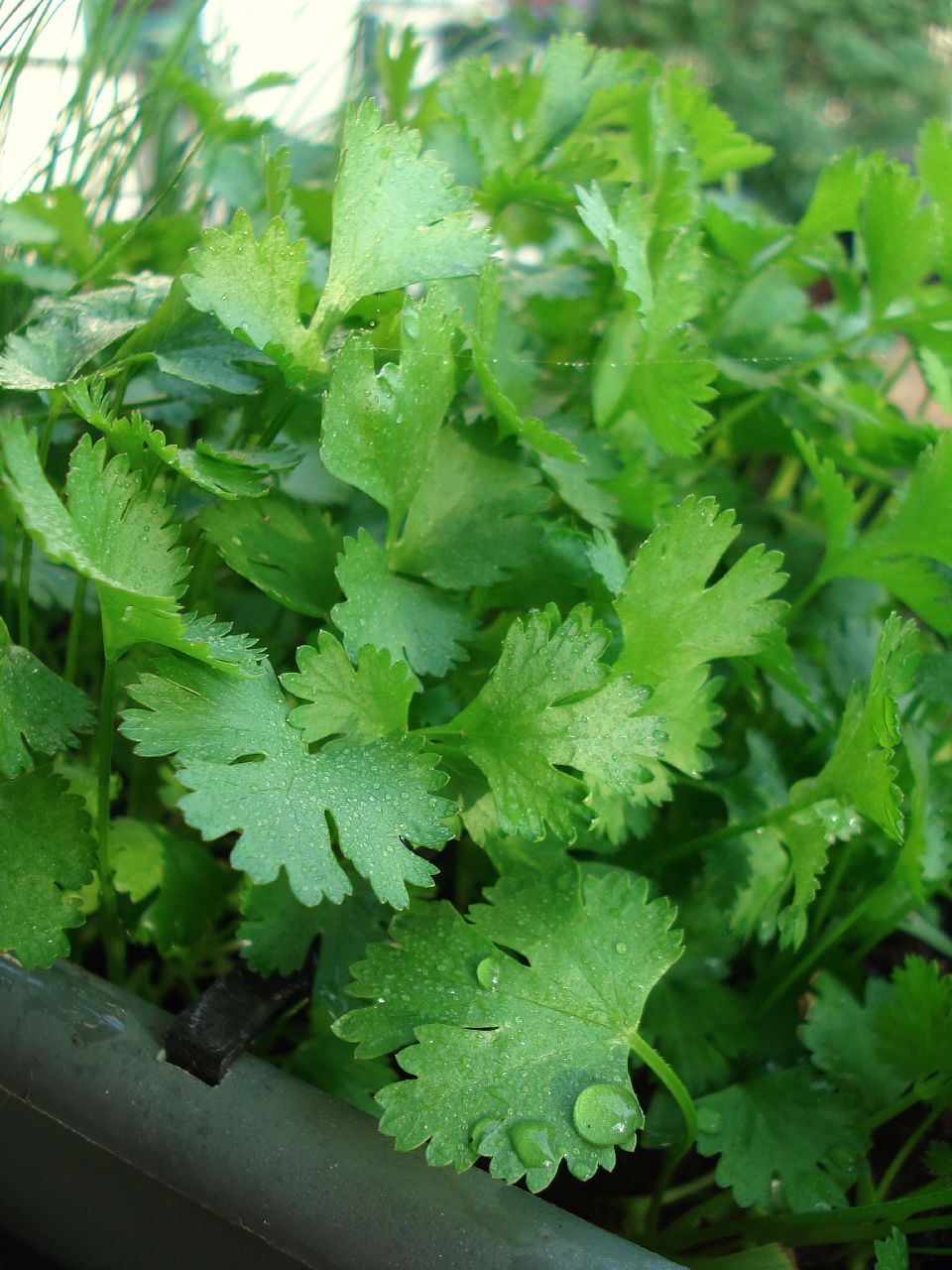 Simply Savoring: Ingredient: Cilantro