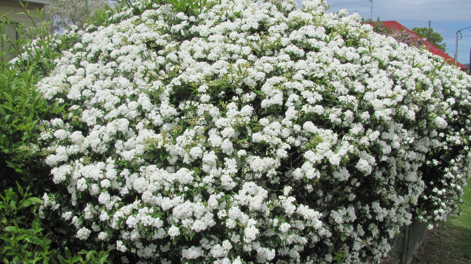 My Veggie Garden: A flower a day for September #25. a'may'zing