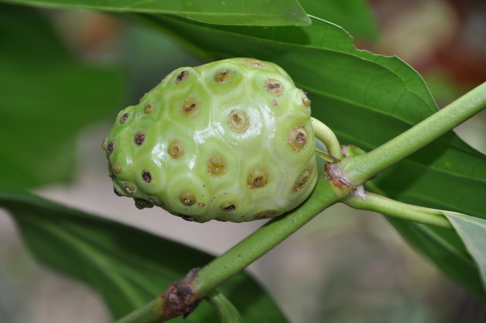 Viveiro Sara: Noni, uma planta milagrosa