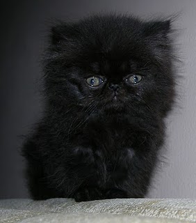 Gatil Komai Kats 11-89216361: KOMAI KATS PERSA PRETO