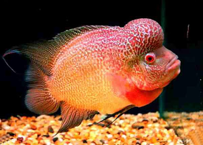 Aquatic World Center: Flowerhorn - Golden Monkey Red Face