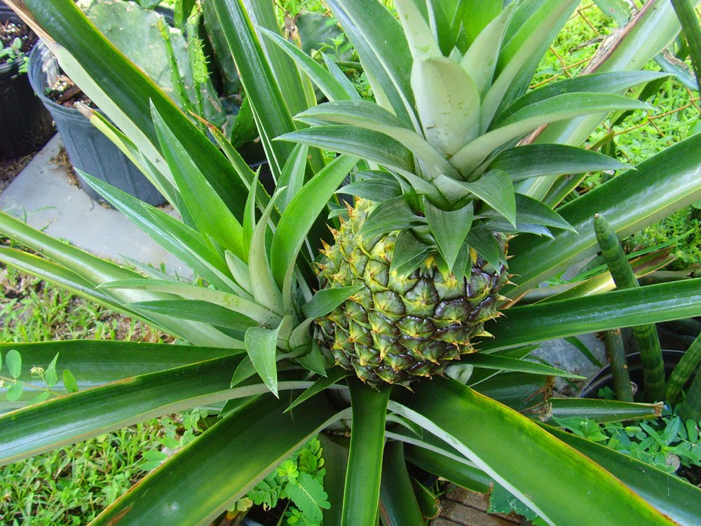 The Plant Princess: My First Pineapple!