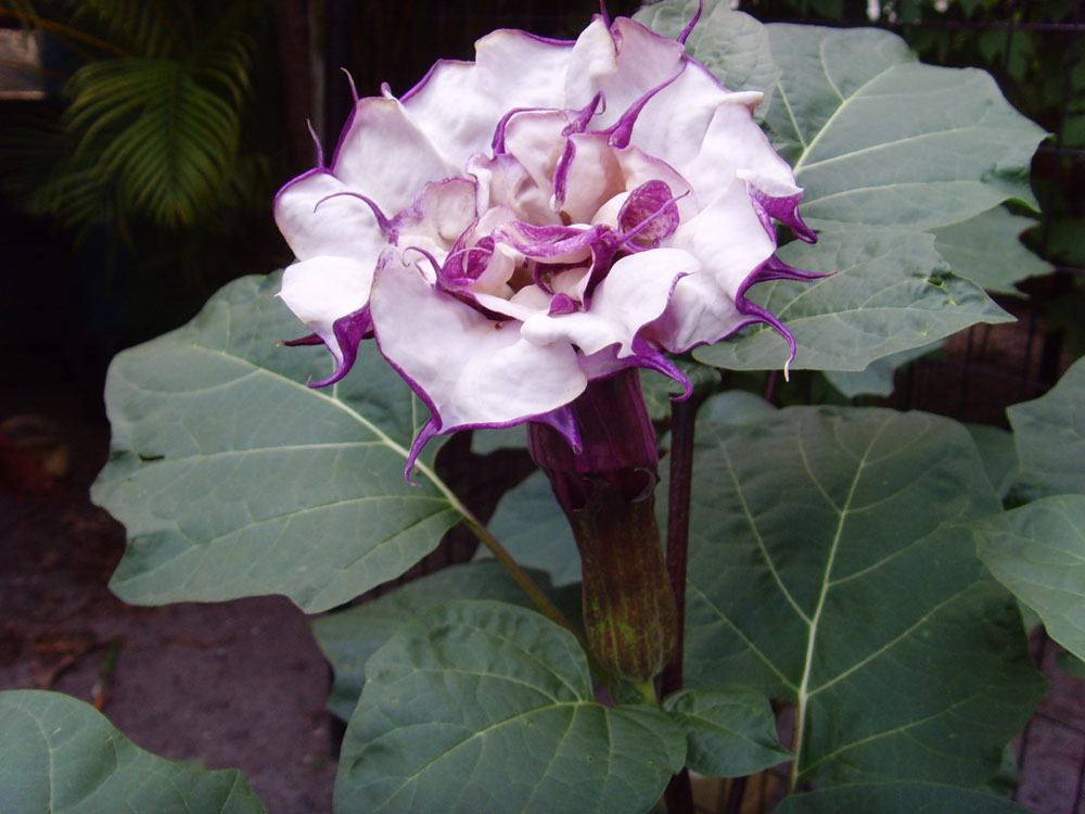 The Plant Princess: Double Purple Datura