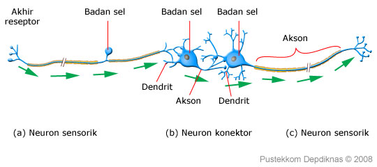 Jeffry_zahra: sistem saraf