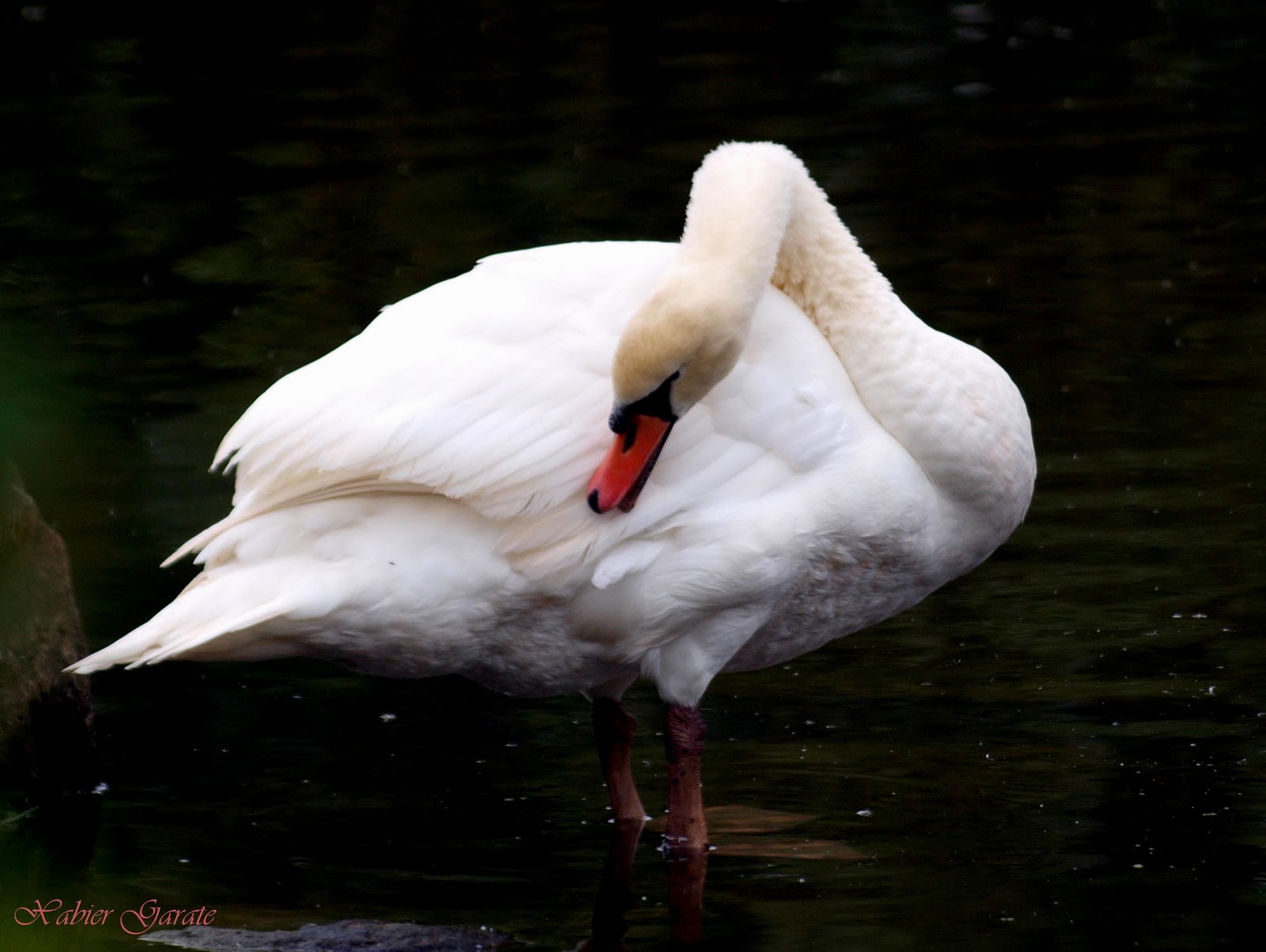 HEGAZTIKLIK: CISNE BLANCO (Cygnus olor)