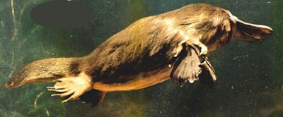 Le petit grenier: l'ornithorynque