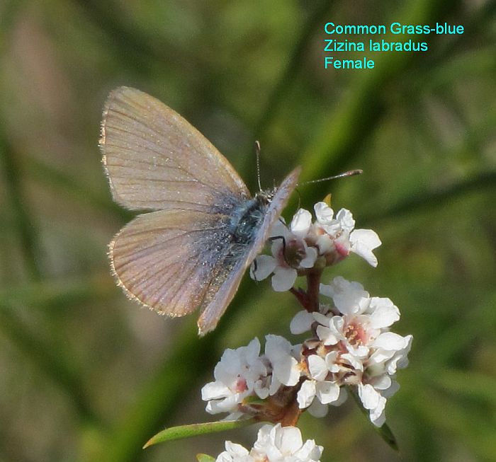 Esperance Fauna: Zizina labradus - Common Grass-blue Butterfly