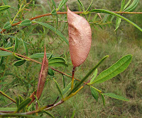 Esperance Wildflowers: Labichea lanceolata subsp. lanceolata