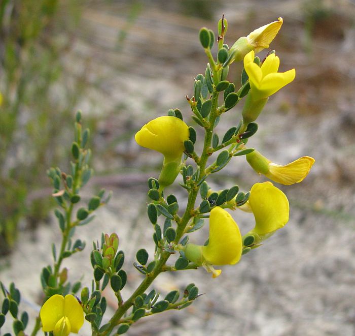 Esperance Wildflowers: Bossiaea preissii - Fabaceae