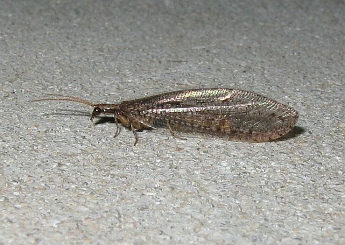 Esperance Fauna: Brown Lacewings - Hemerobiidae