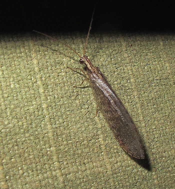 Esperance Fauna: Brown Lacewings - Hemerobiidae
