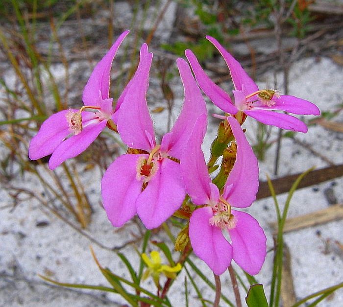 Esperance Wildflowers: Stylidium macranthum - Large-flowered Trigger Plant