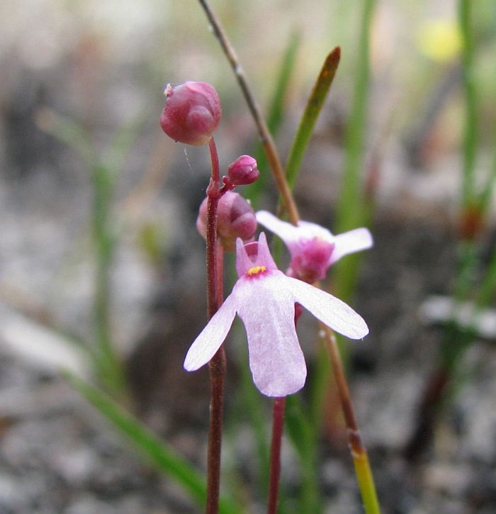 Esperance Wildflowers: Utricularia tenella – Pink Bladderwort