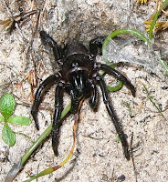 Esperance Fauna: Nemesiidae - Aname species 1 - Wishbone Spider