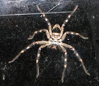 Esperance Fauna: Badge Huntsman Spider - Neosparassus species