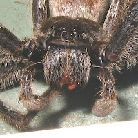 Esperance Fauna: Huntsman Spiders - Heteropodidae/Sparassidae spp.