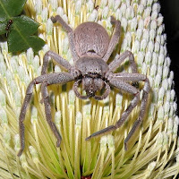 Esperance Fauna: Huntsman Spiders - Heteropodidae/Sparassidae spp.