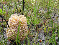 Esperance Wildflowers: Creeping Banksia - Banksia repens
