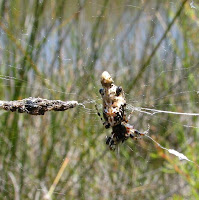 Esperance Fauna: Garbage line spider - Cyclosa species