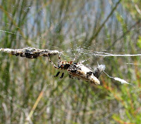 Esperance Fauna: Garbage line spider - Cyclosa species