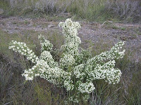 Esperance Wildflowers: Variable-leaved Hakea - Hakea varia