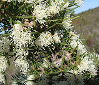 Esperance Wildflowers: Variable-leaved Hakea - Hakea varia