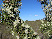 Esperance Wildflowers: Variable-leaved Hakea - Hakea varia