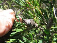Esperance Wildflowers: Variable-leaved Hakea - Hakea varia