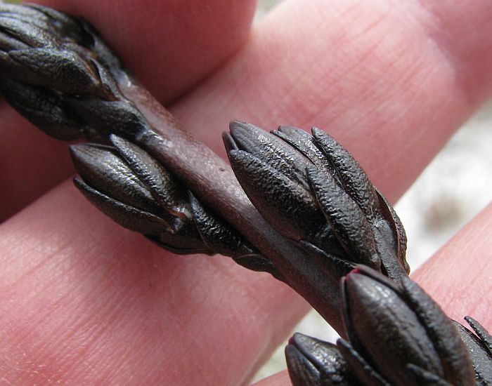 Esperance Wildflowers: Haemodorum brevisepalum – Short Sepal Bloodroot