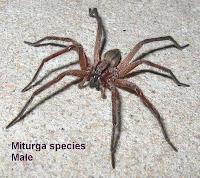Esperance Fauna: Miturgidae - Miturga species