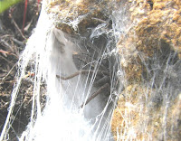 Esperance Fauna: Miturgidae - Miturga species