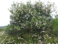 Esperance Wildflowers: Sweet-scented Hakea - Hakea drupacea