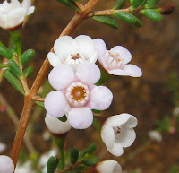 Esperance Wildflowers: Stirling Wax - Chamelaucium ciliatum