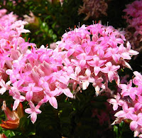 Esperance Wildflowers: Pink Rice Flower - Pimelea ferruginea
