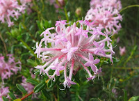 Esperance Wildflowers: Pink Rice Flower - Pimelea ferruginea