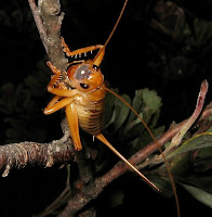 Esperance Fauna: Gryllacrididae species A - Raspy Cricket