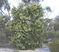 Esperance Wildflowers: Frog Hakea - Hakea nitida