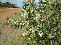 Esperance Wildflowers: Frog Hakea - Hakea nitida
