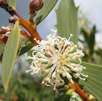 Esperance Wildflowers: Frog Hakea - Hakea nitida