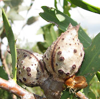 Esperance Wildflowers: Frog Hakea - Hakea nitida